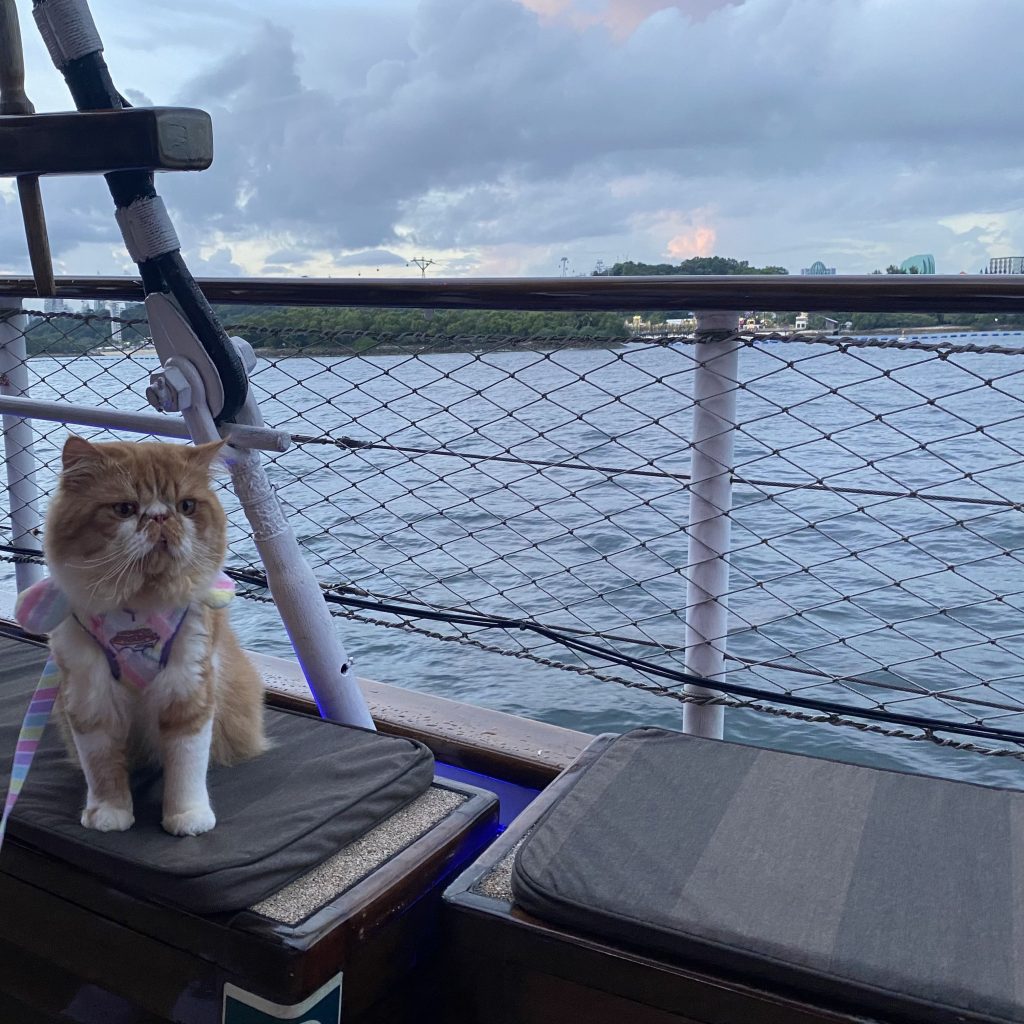 World's first Cat Cruise by the Royal Albatross has guests feline good ...