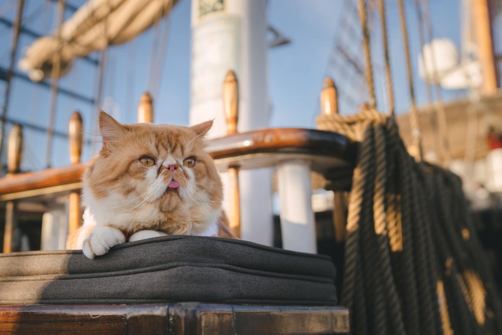 World's first Cat Cruise by the Royal Albatross has guests feline good ...