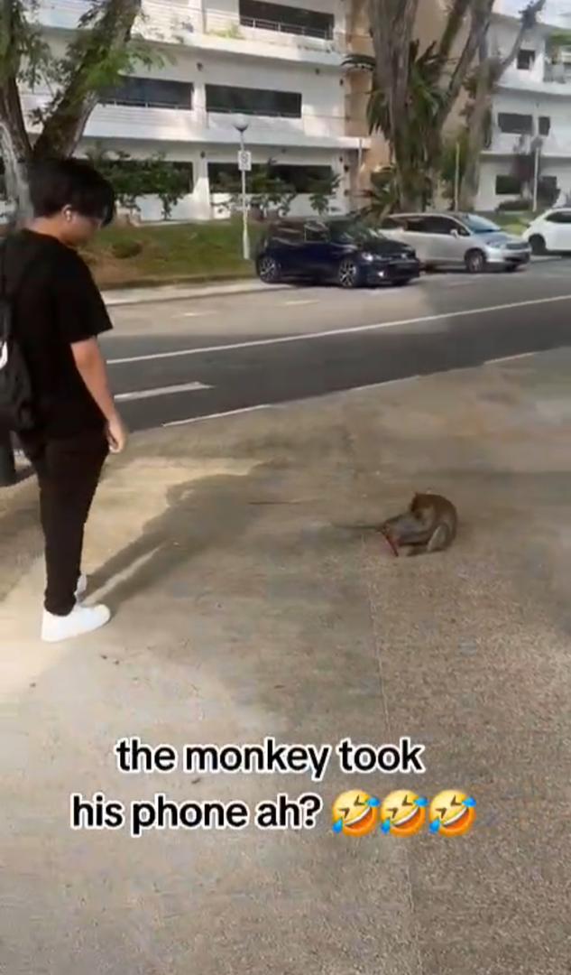 Monkey Snatches Student’s Phone at Ngee Ann Polytechnic - Wake Up Singapore