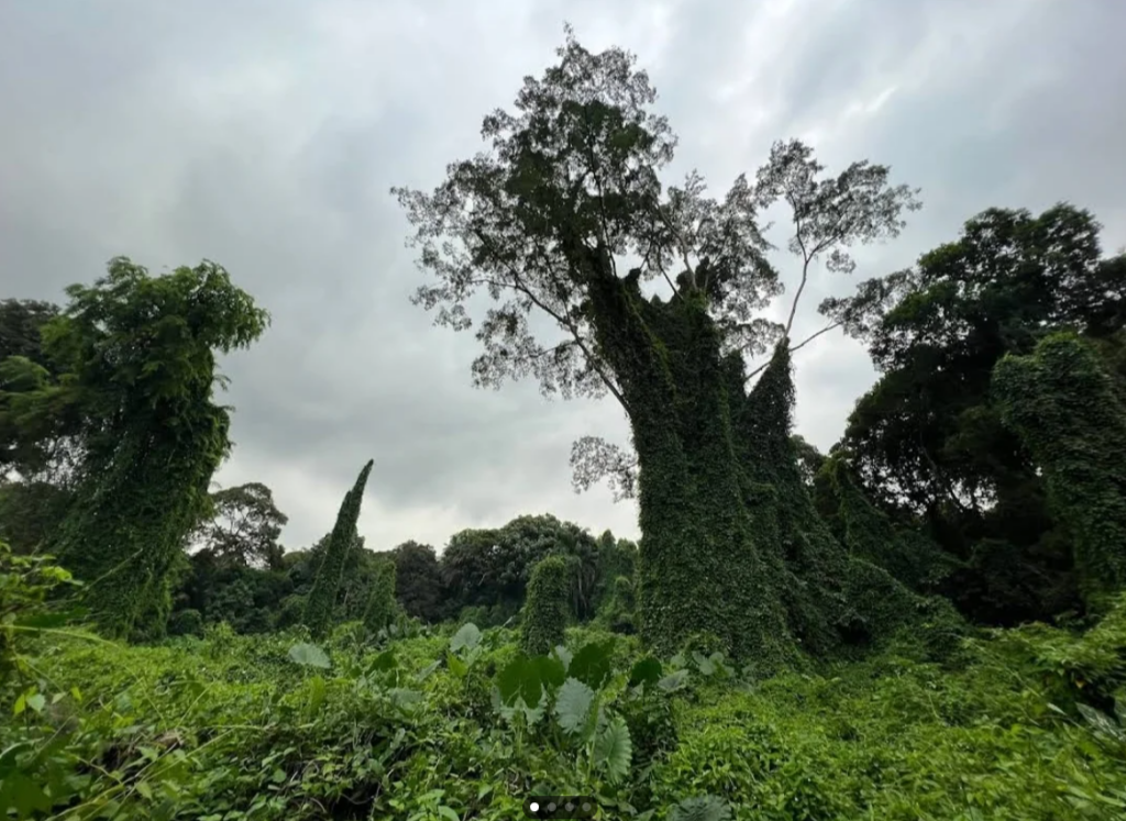 The Hidden Marvels of Bukit Brown: Singapore’s ‘Avatar Trees’ - Wake Up ...