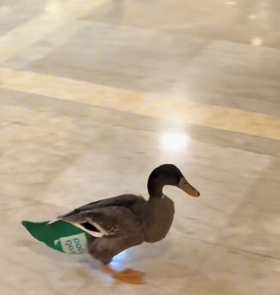 Duck Accompanies Owner on GrabFood Deliveries, Winning the Hearts of ...