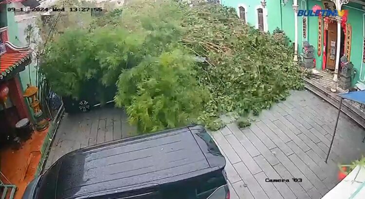 Two Chinese Tourists Killed After Tree Falls on Car in Penang, Malaysia ...