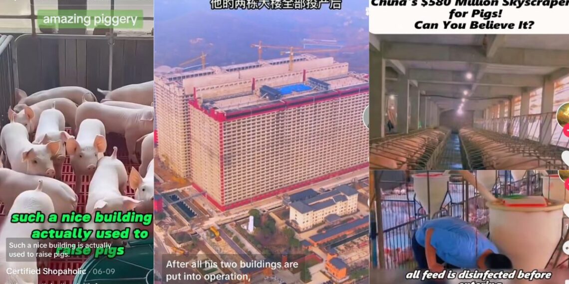 China’s 26-Storey Pig Skyscraper: Revolutionizing Pig Farming - Wake Up ... China’s 26-Storey Pig Skyscraper: Revolutionizing Pig Farming - Wake Up ...