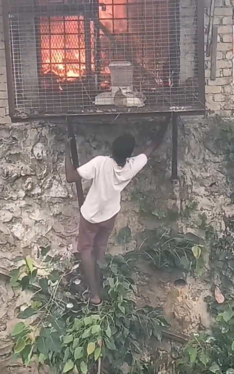 Man Rescues Trapped Rabbits from Raging Fire, Winning Hearts Online ...