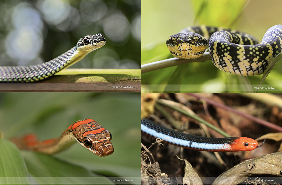 Snake Appears as Man Sings Soprano in Pasir Ris Park - Wake Up Singapore