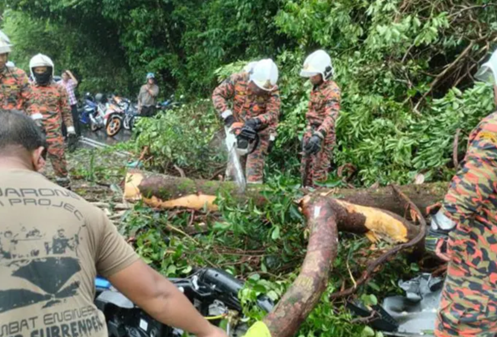 Two Chinese Tourists Killed After Tree Falls on Car in Penang, Malaysia ...