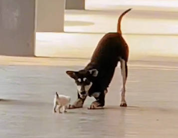 Justice for Kopi: Malaysia Outraged After Beloved Stray Dog Shot by ...