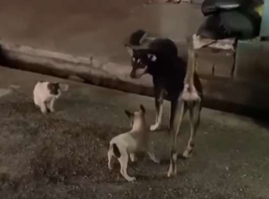 Justice for Kopi: Malaysia Outraged After Beloved Stray Dog Shot by ...