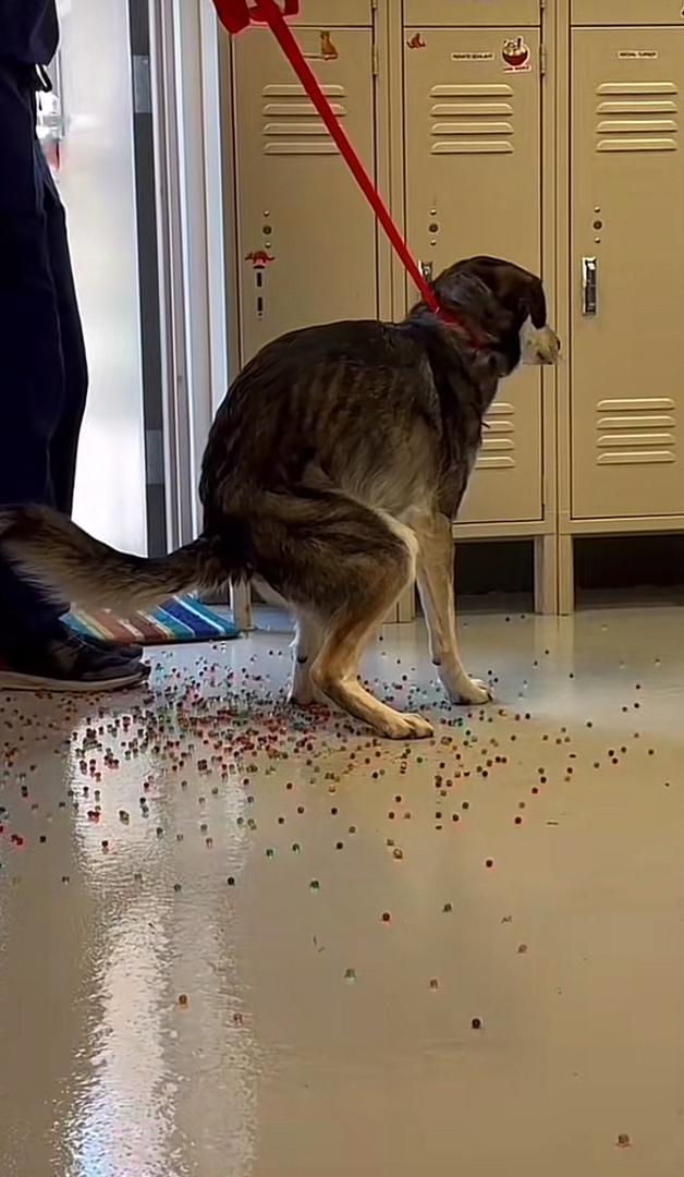 Dog Poops Rainbow After Eating Orbeez, Needs Emergency Surgery - Wake ...
