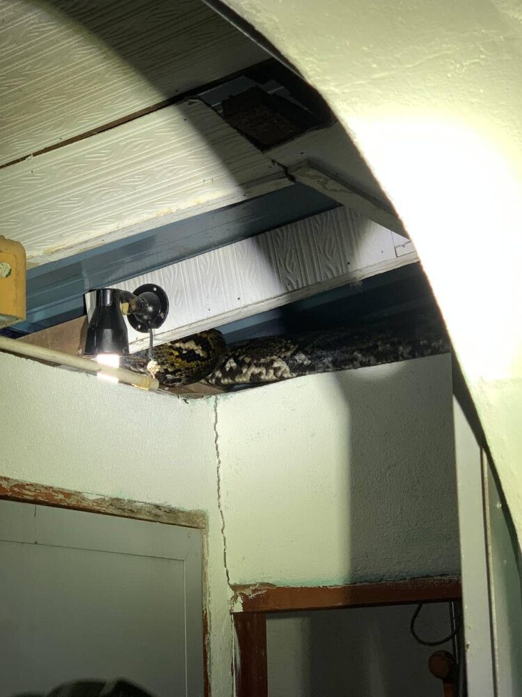 Massive Python Crashes Through Ceiling, Landing on Family Sofa in Perak ...