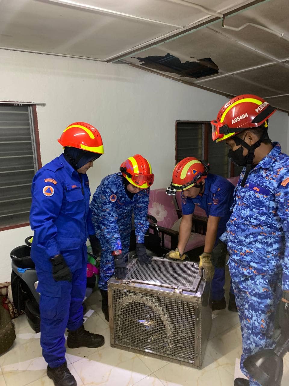 Massive Python Crashes Through Ceiling, Landing on Family Sofa in Perak ...