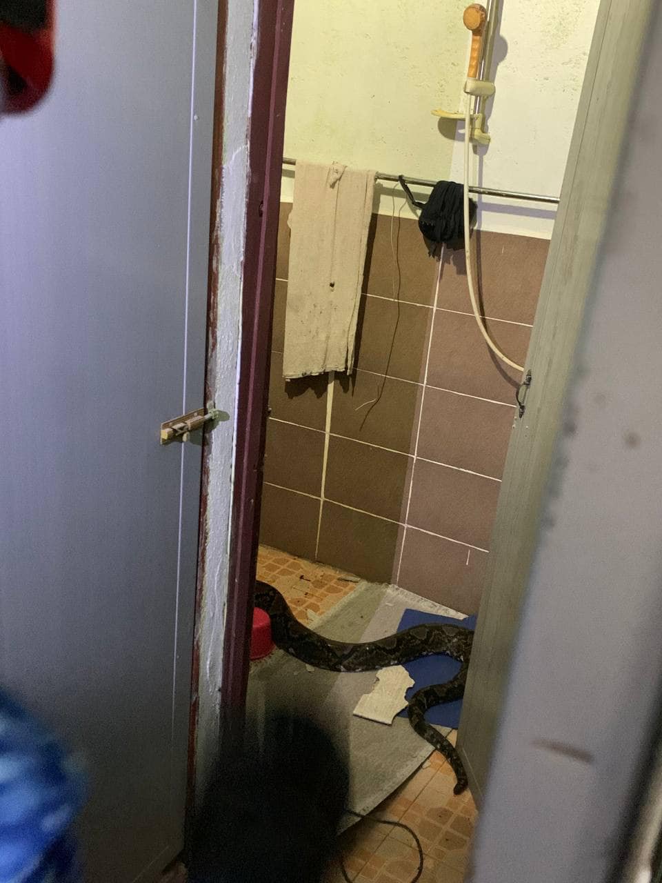 Massive Python Crashes Through Ceiling, Landing on Family Sofa in Perak ...