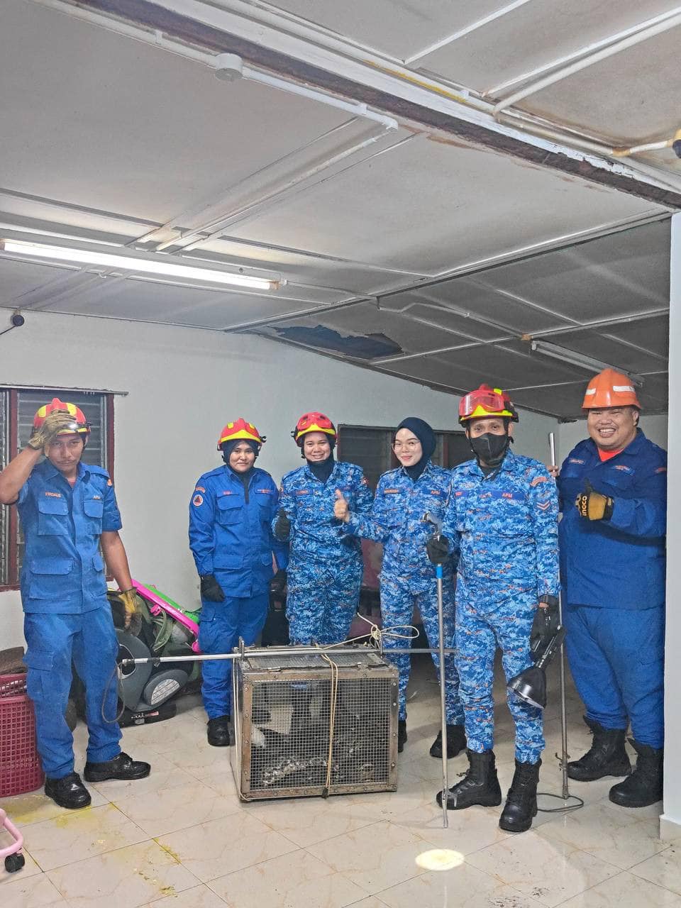 Massive Python Crashes Through Ceiling, Landing on Family Sofa in Perak ...
