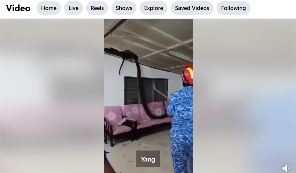 Massive Python Crashes Through Ceiling, Landing on Family Sofa in Perak ...