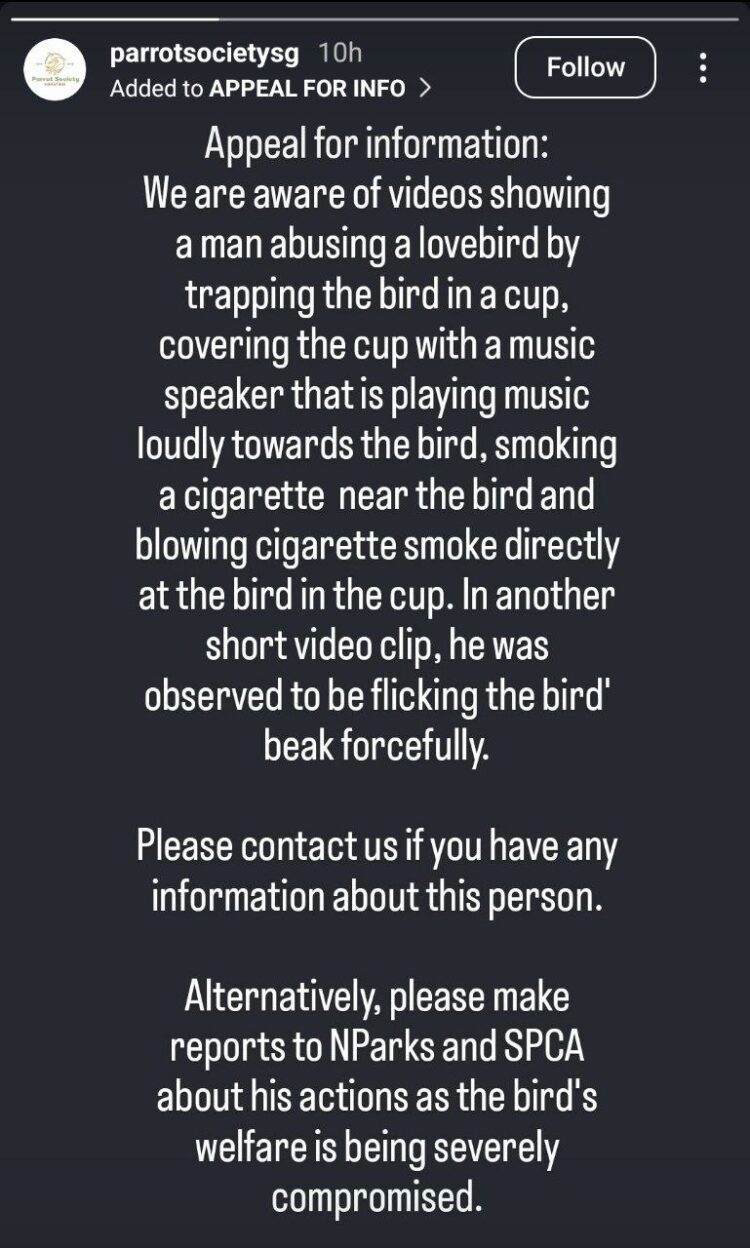 "Please save the innocent parrot!" - Man abuses lovebird in livestream ...