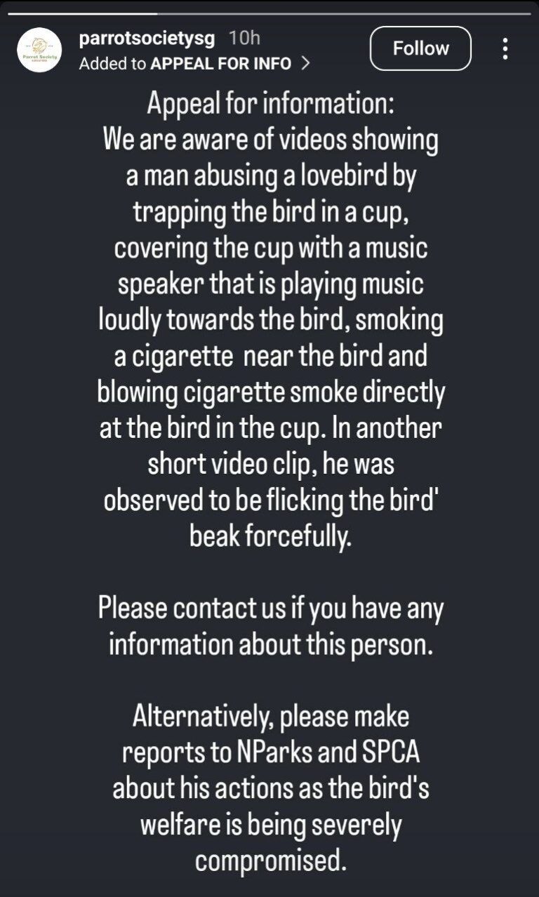 "Please save the innocent parrot!" - Man abuses lovebird in livestream ...