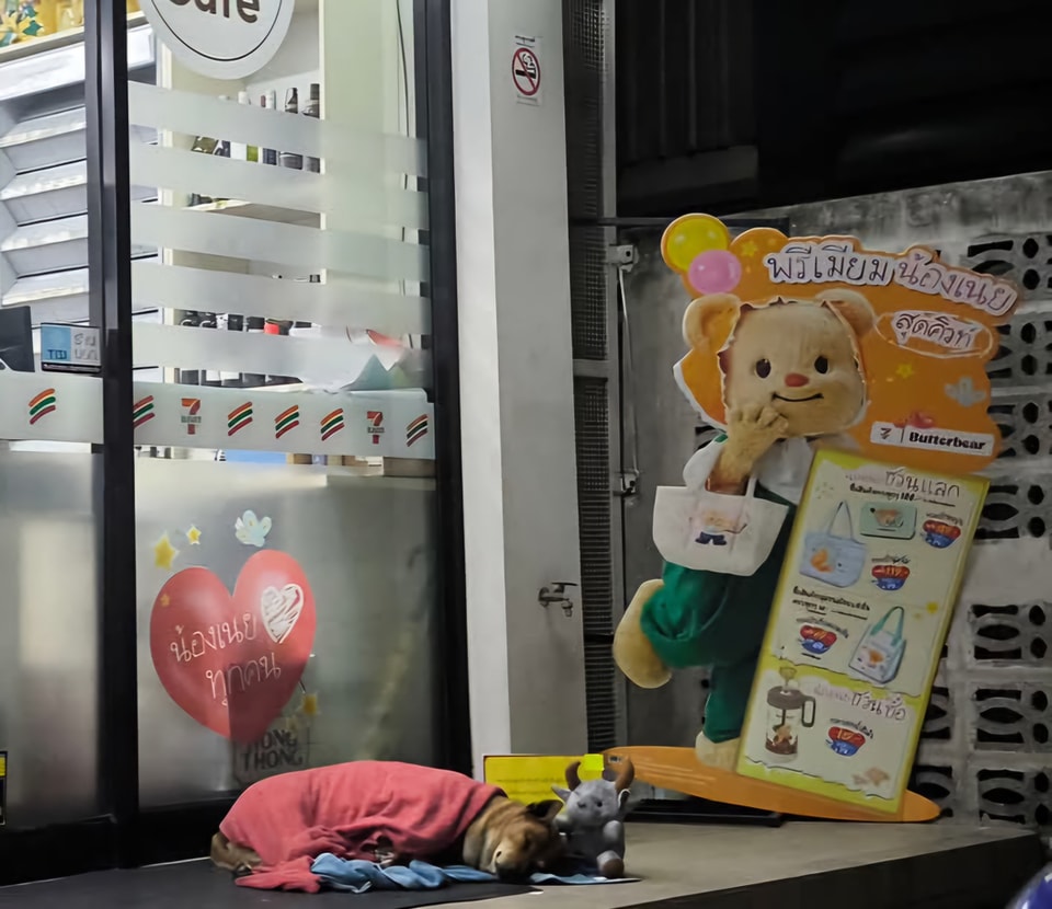 Moo Daeng: The Loyal Dog Who Waited Months for His Late Owner, Now ...