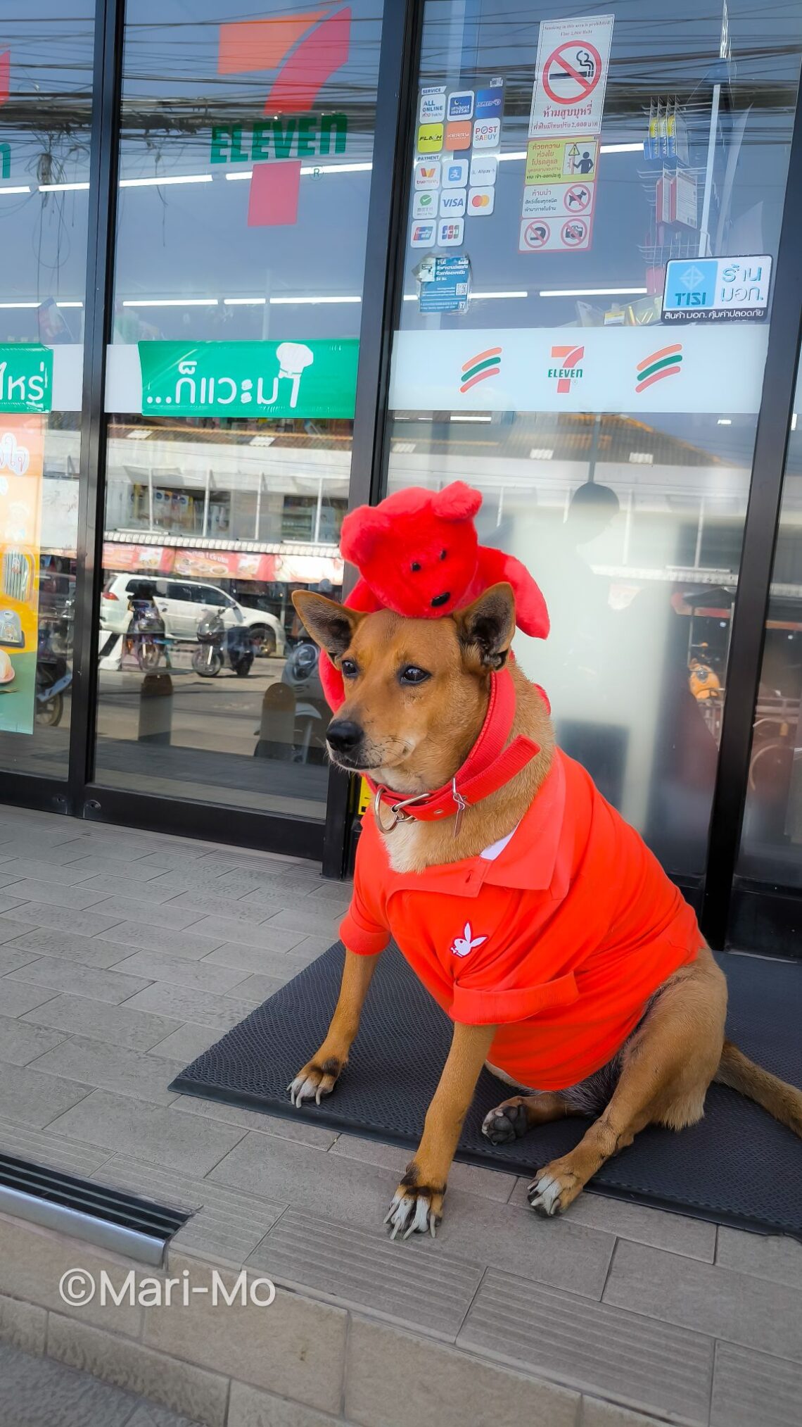 Moo Daeng: The Loyal Dog Who Waited Months for His Late Owner, Now ...