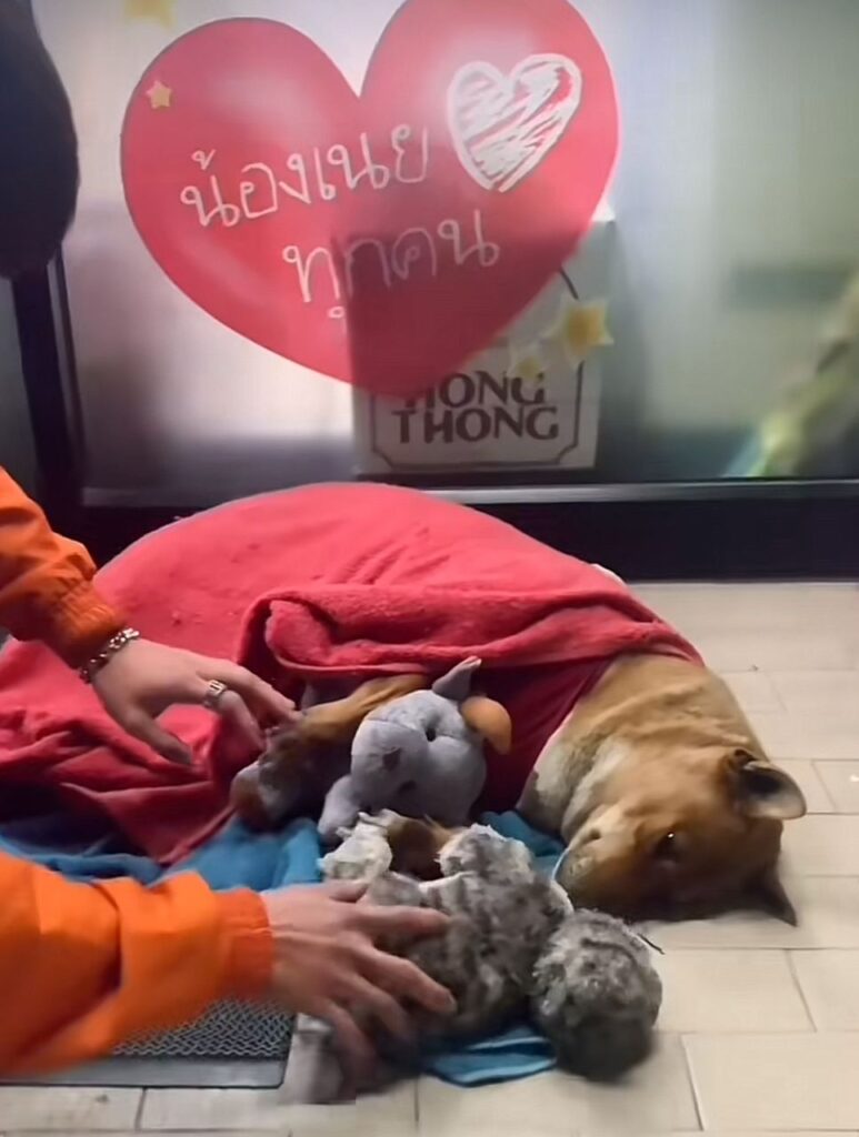 Moo Daeng: The Loyal Dog Who Waited Months for His Late Owner, Now ...
