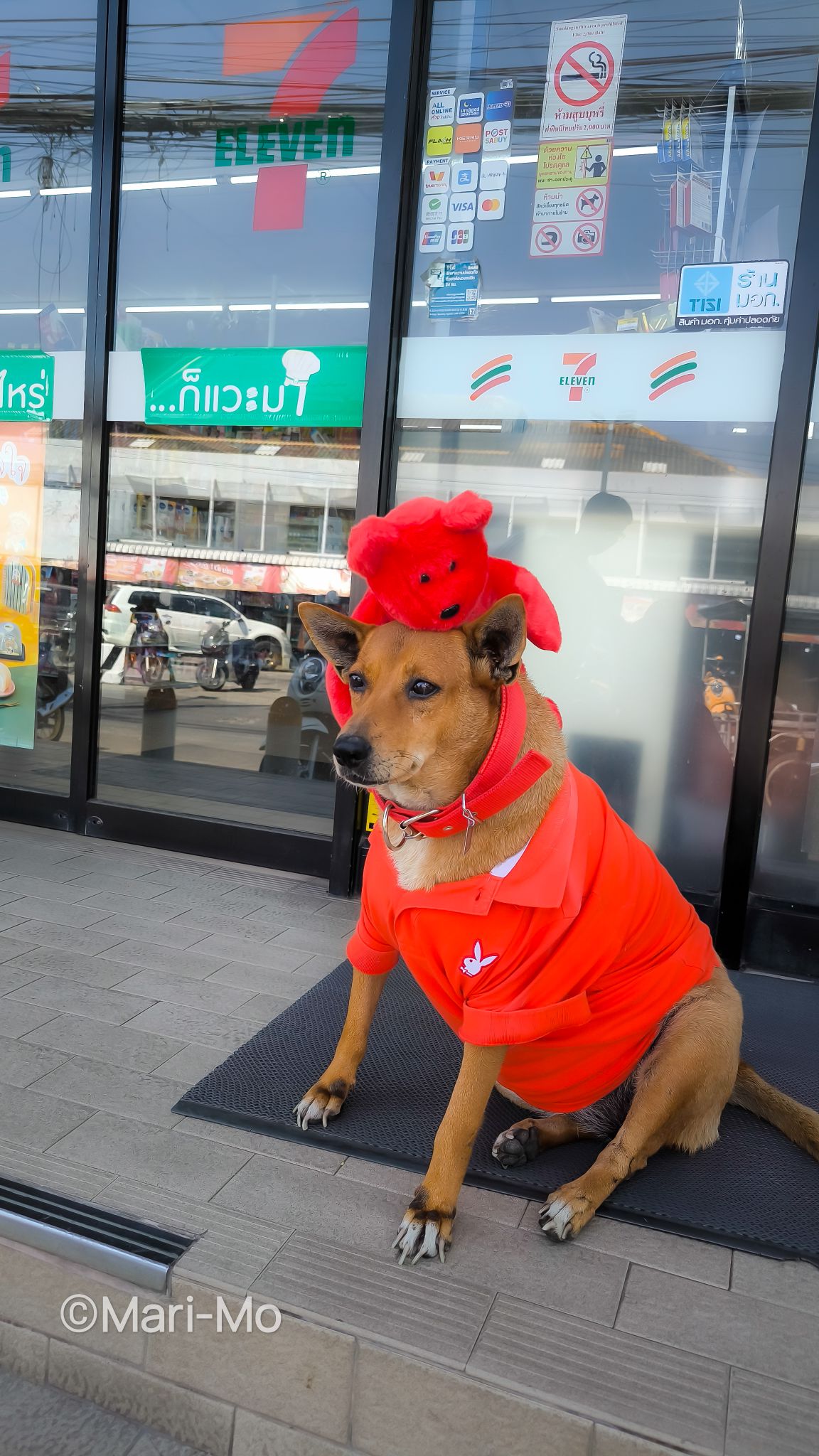 Moo Daeng: The Loyal Dog Who Waited Months for His Late Owner, Now ...