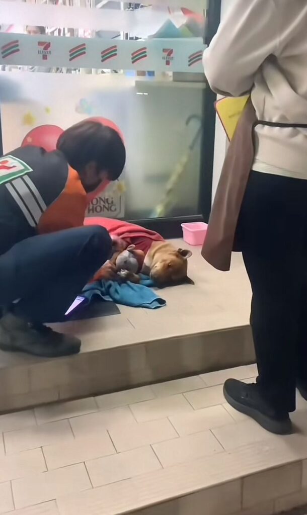 Moo Daeng: The Loyal Dog Who Waited Months for His Late Owner, Now ...