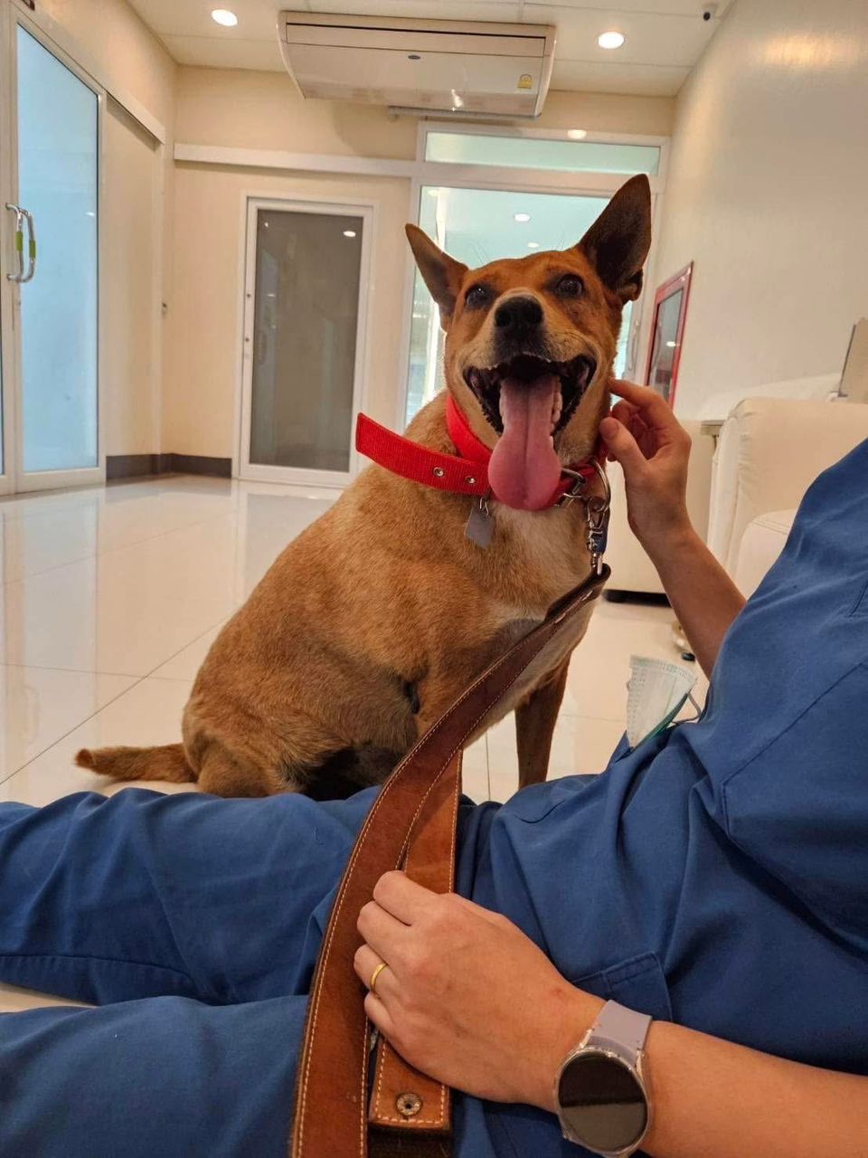 Moo Daeng: The Loyal Dog Who Waited Months for His Late Owner, Now ...