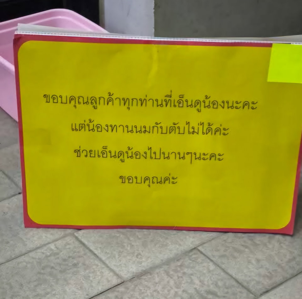 Moo Daeng: The Loyal Dog Who Waited Months for His Late Owner, Now ...