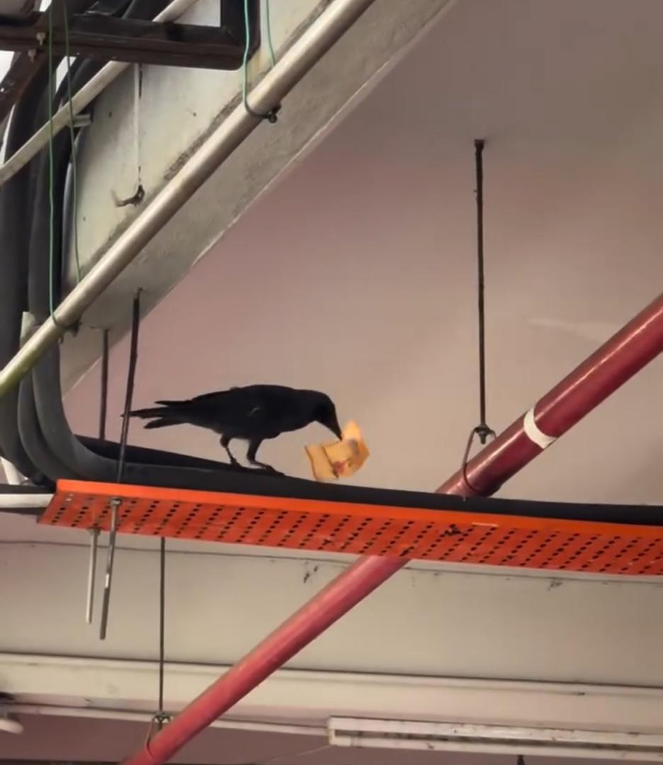 Crow Steals Money in KL, Played Hilarious Chase Battle with Uncle and ...