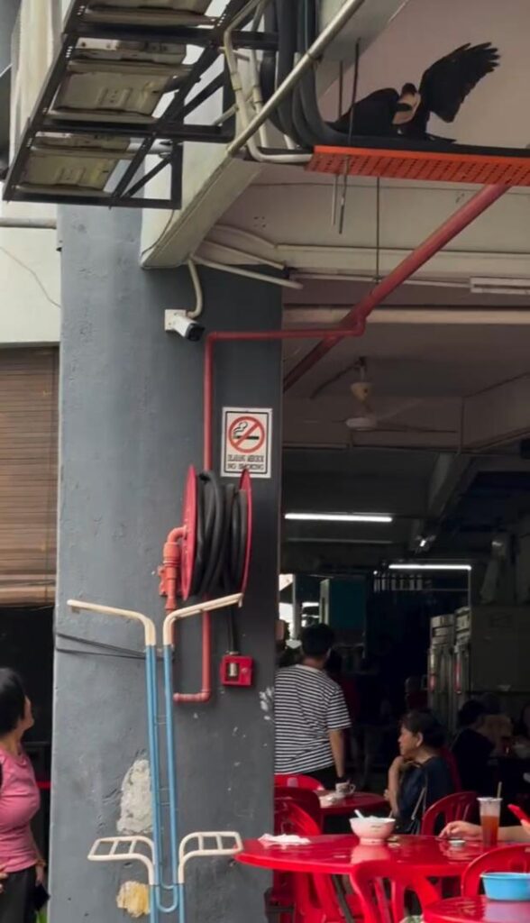 Crow Steals Money in KL, Played Hilarious Chase Battle with Uncle and ...