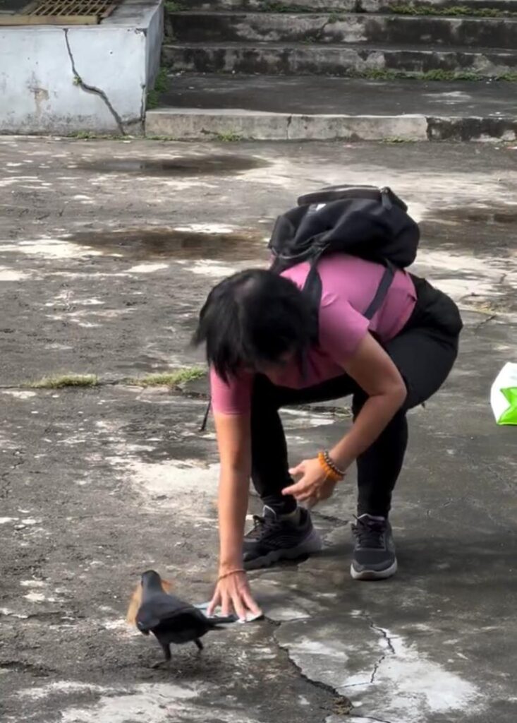 Crow Steals Money in KL, Played Hilarious Chase Battle with Uncle and ...