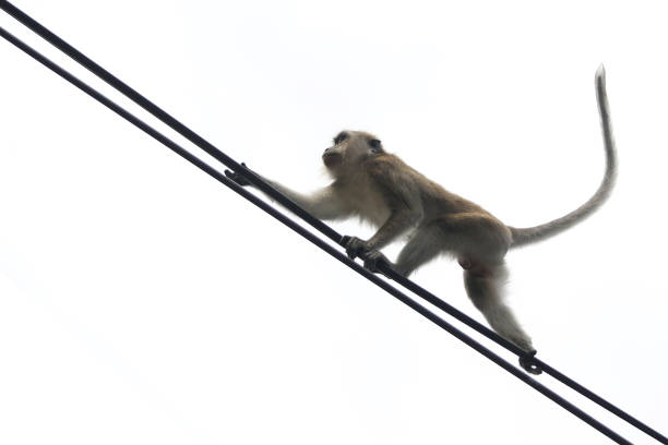 Sri Lanka Plunges into Darkness—Officials Blame Monkey, but Was It the ...