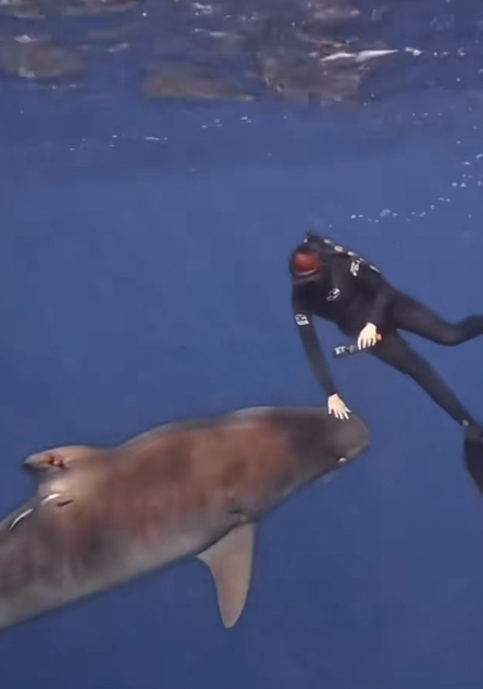 The 'Shark Whisperer': How Cristina Zenato Built Trust with Predators ...