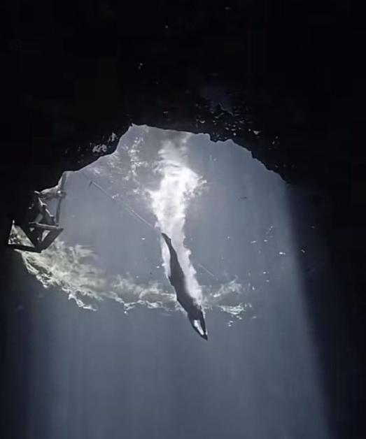 The 'Shark Whisperer': How Cristina Zenato Built Trust with Predators ...