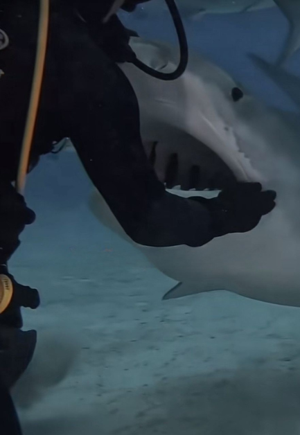 The 'Shark Whisperer': How Cristina Zenato Built Trust with Predators ...