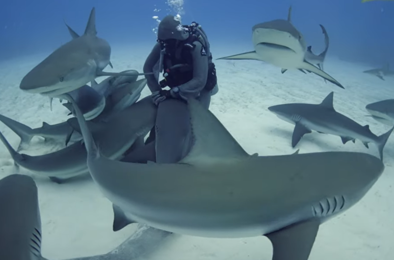 The 'Shark Whisperer': How Cristina Zenato Built Trust with Predators ...