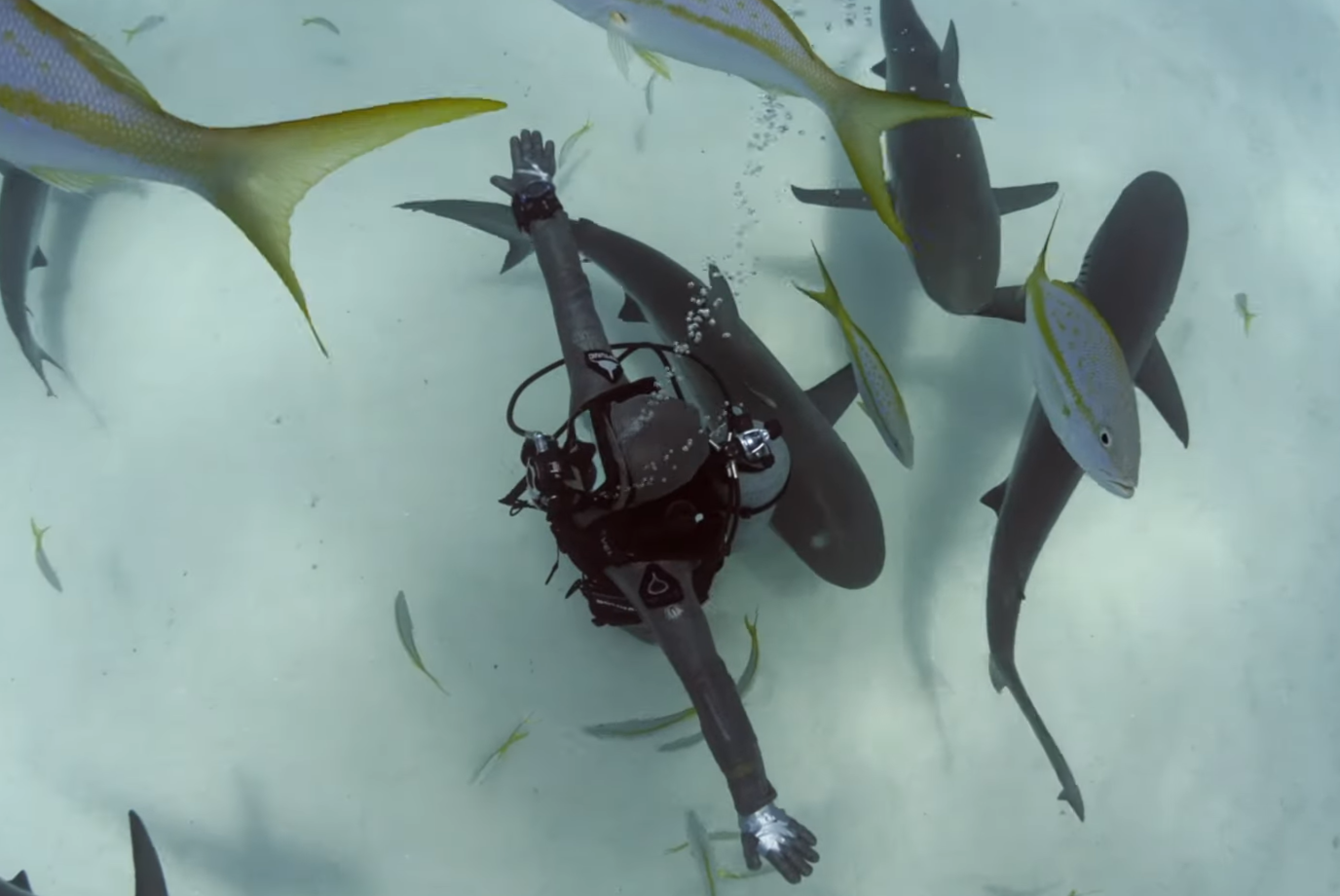 The 'Shark Whisperer': How Cristina Zenato Built Trust with Predators ...