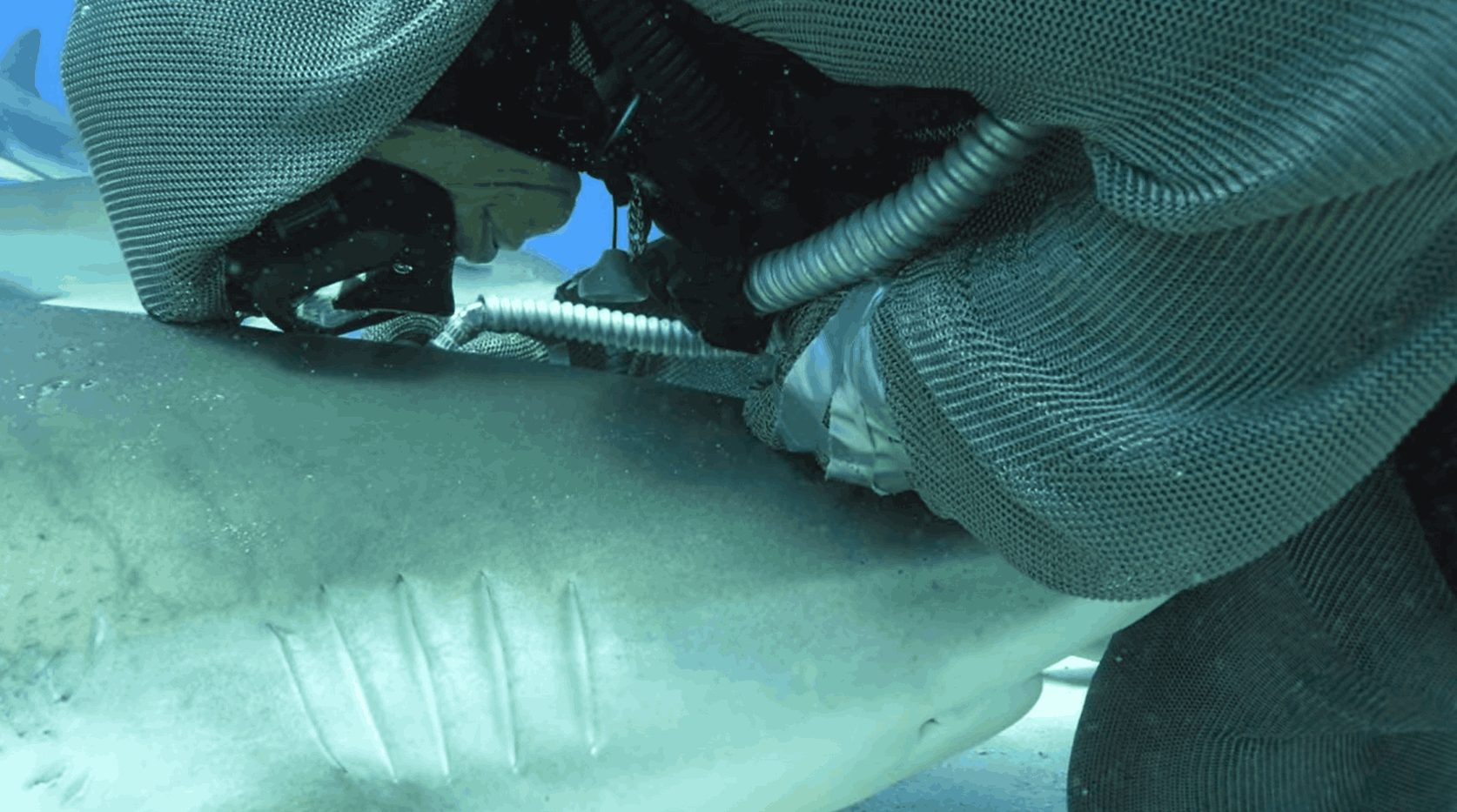 The 'Shark Whisperer': How Cristina Zenato Built Trust with Predators ...