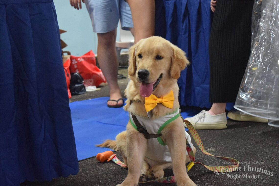 Singapore Dog Festival 2025 Returns to Sentosa After Seven Years ...