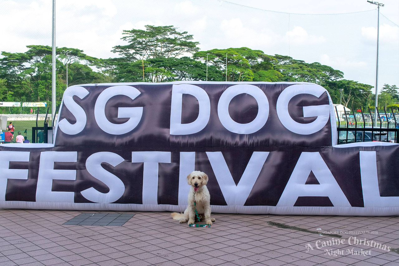 Singapore Dog Festival 2025 Returns to Sentosa After Seven Years ...