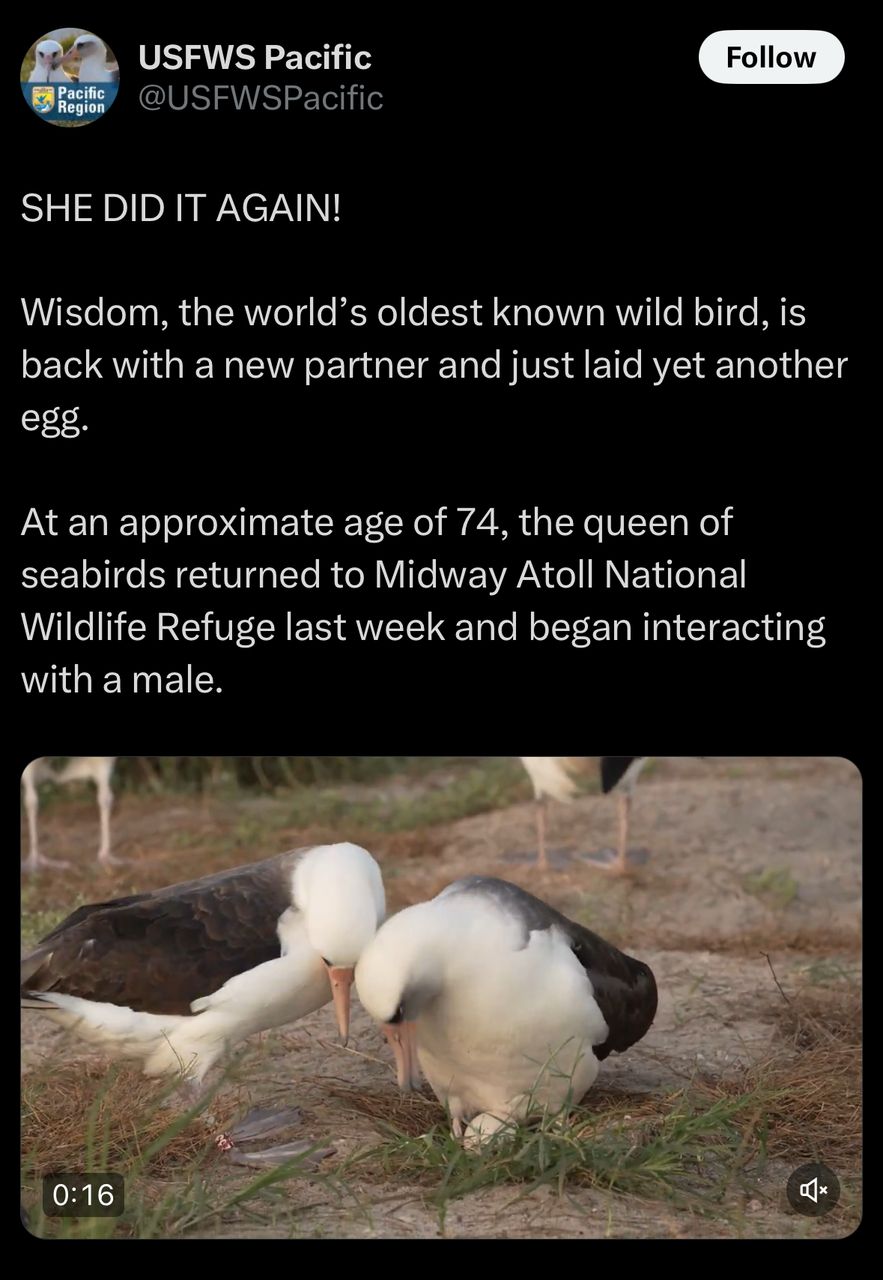 Wisdom, the World’s Oldest Wild Bird, Lays an Egg at 74 - Wake Up Singapore