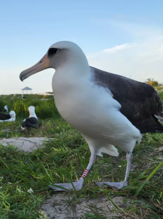 Wisdom, the World’s Oldest Wild Bird, Lays an Egg at 74 - Wake Up Singapore