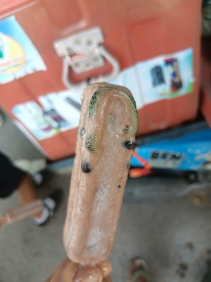 Thai Man Buys Ice Pop, Finds Frozen Snake Inside; Netizens Joke About the Discovery - Wake Up ...