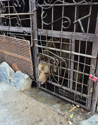 Bear Rescued After Spending Two Years Trapped in Tiny Cage Outside ...