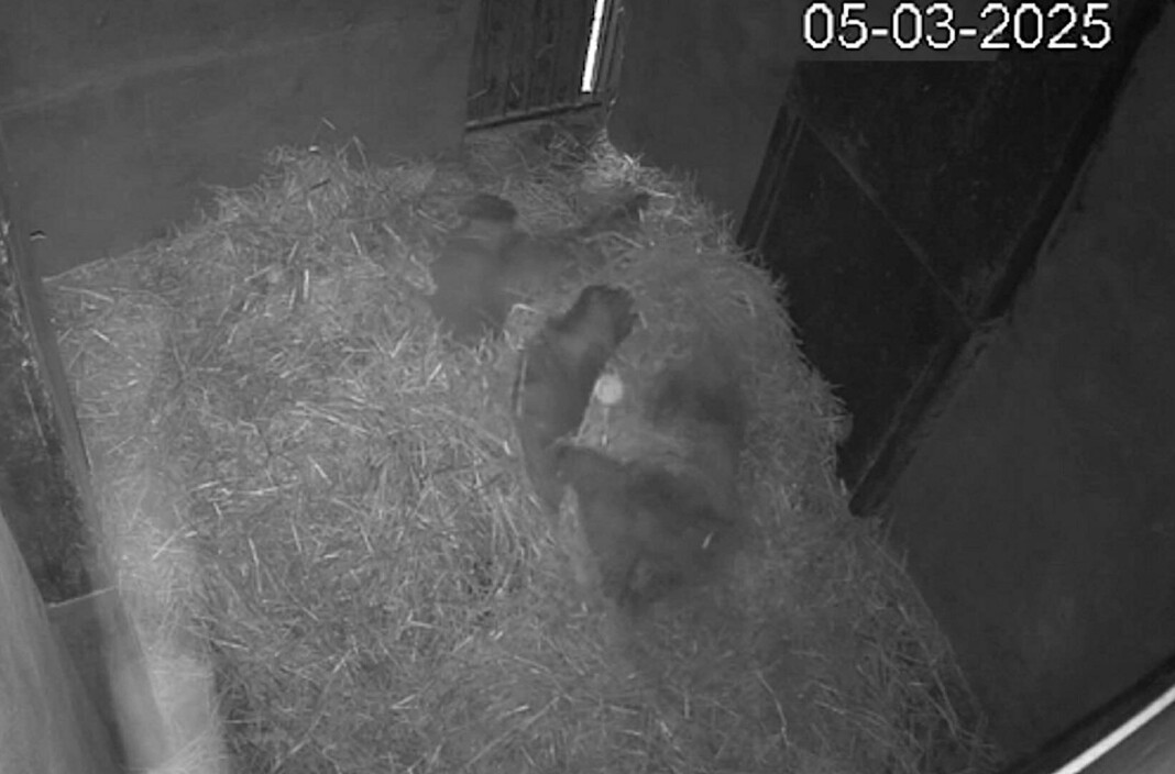 Bear Rescued After Spending Two Years Trapped in Tiny Cage Outside ...