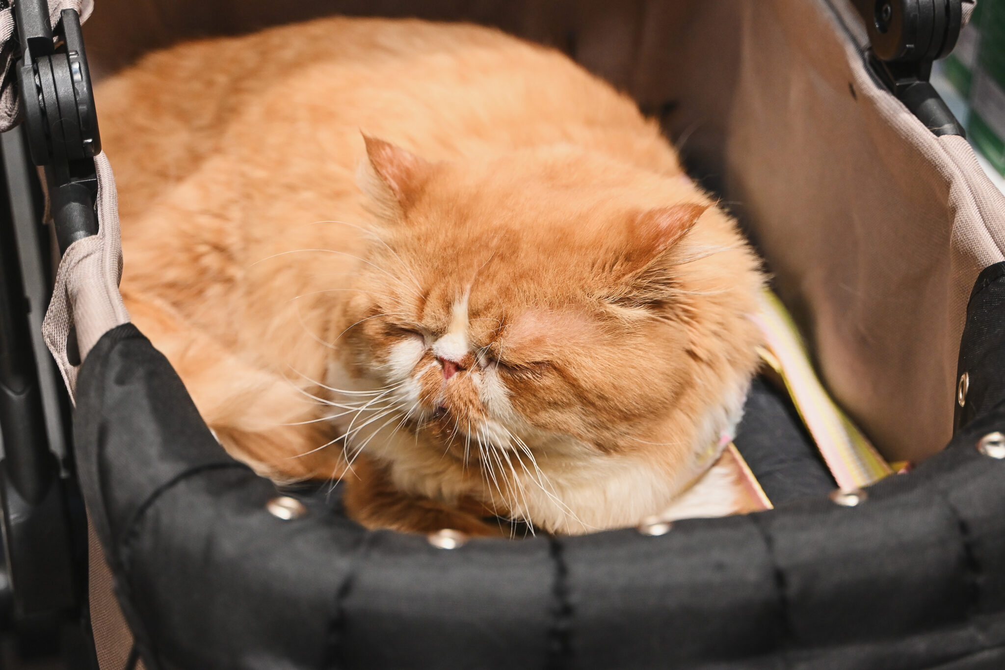 Asia Cat Expo is Back: The Largest Cat-Exclusive Event in Singapore for ...
