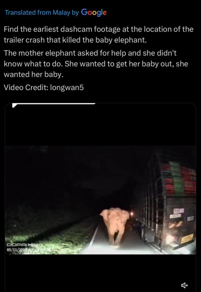 A Mother’s Grief Knows No Bounds: Heartbroken Elephant Returns to ...