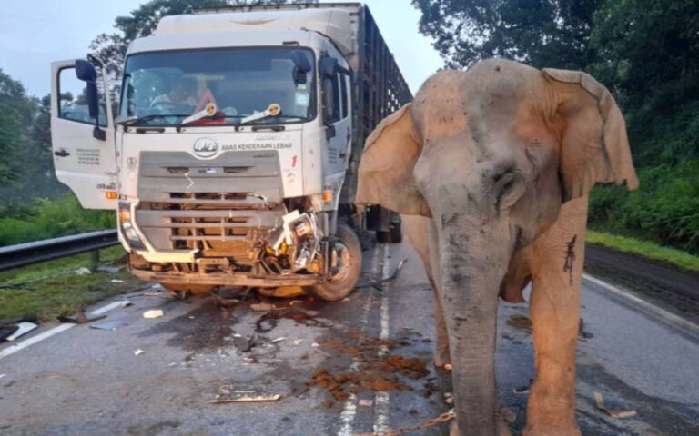 A Mother’s Grief Knows No Bounds: Heartbroken Elephant Returns to ...