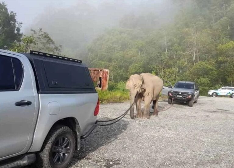 A Mother’s Grief Knows No Bounds: Heartbroken Elephant Returns to ...