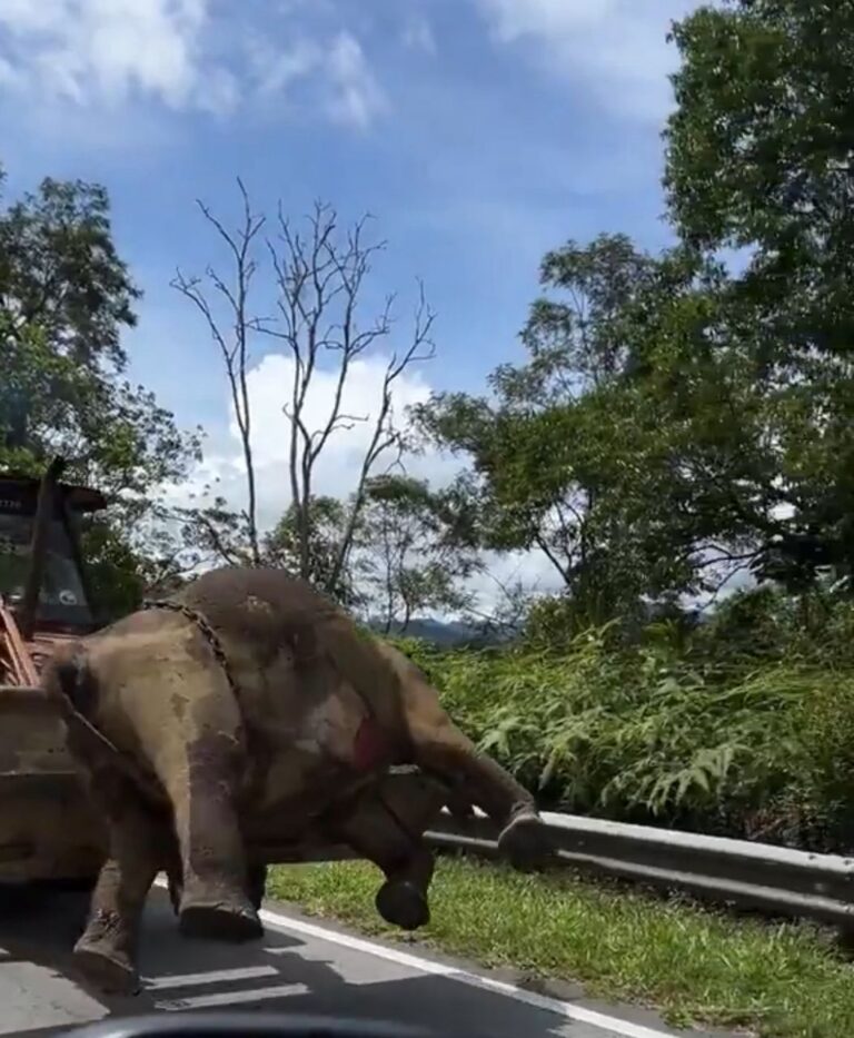A Mother’s Grief Knows No Bounds: Heartbroken Elephant Returns to ...