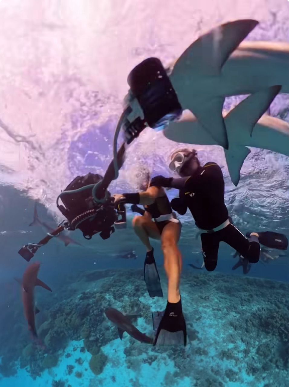 Close Call: Diver Swarmed by Sharks While Filming in Australia’s Coral ...